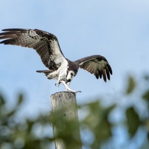 a-77 | DPReview Forums