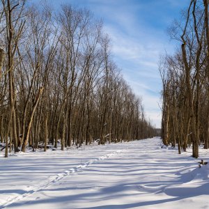 The Trail Home | DPReview Forums