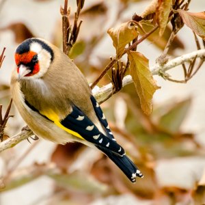 1312_Stieglitz_002 | DPReview Forums