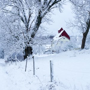 Factory Through Trees | DPReview Forums