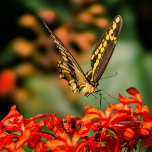 135-stf | Page 2 | DPReview Forums