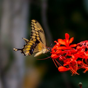 135-stf | Page 2 | DPReview Forums