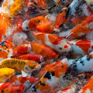 koi | DPReview Forums