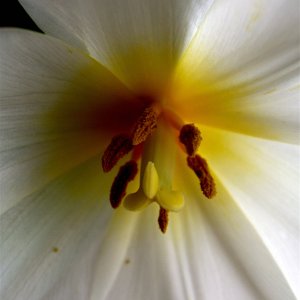 white tulip | DPReview Forums