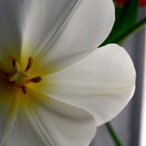white tulip | DPReview Forums