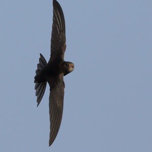 swift | DPReview Forums