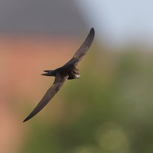 swift | DPReview Forums