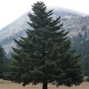 Lonely tree, Livadeia | DPReview Forums