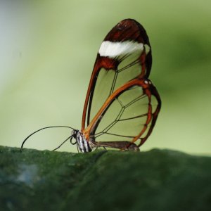 Butterfly | DPReview Forums