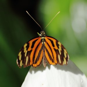 Butterfly | DPReview Forums