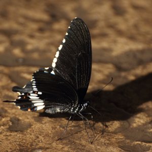 Butterfly | DPReview Forums