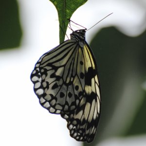 Butterfly | DPReview Forums