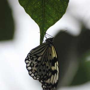 Butterfly | DPReview Forums