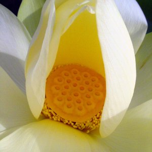 lotus | DPReview Forums