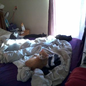 bed | DPReview Forums