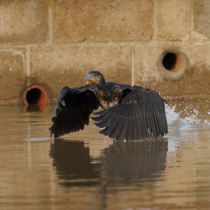 Cormorant | DPReview Forums