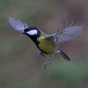Marsh Tit in Flight | DPReview Forums