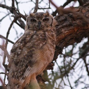 Grand-duc africain | DPReview Forums