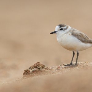 Gravelot à front blanc | DPReview Forums