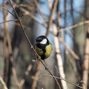 olympus-mzd-40-150 | DPReview Forums