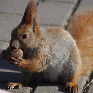 olympus-mzd-40-150 | DPReview Forums