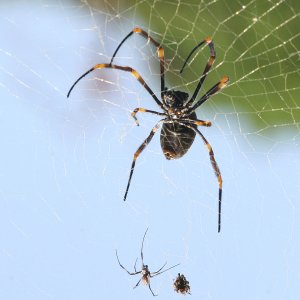 Male and Female Golden Orb Arachnid 2 | DPReview Forums