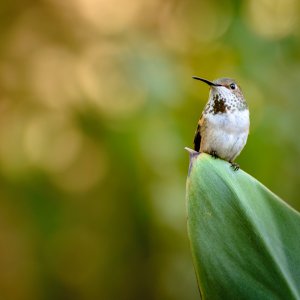 Hummingbird at rest 2 | DPReview Forums