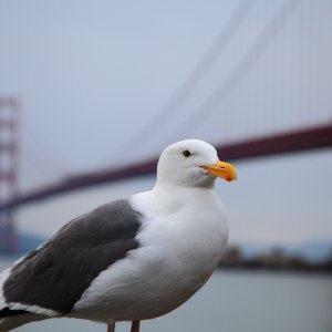 Bridge and Bird | DPReview Forums