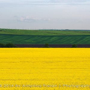 Colza flower field | DPReview Forums