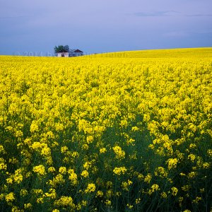 Colza flower field | DPReview Forums