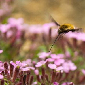 nex-7 | DPReview Forums