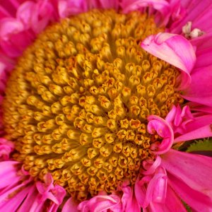 riasen | DPReview Forums