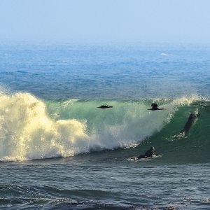 surfer1 | DPReview Forums