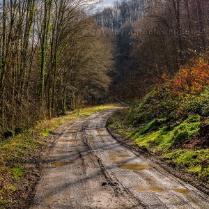 Forest Path | DPReview Forums