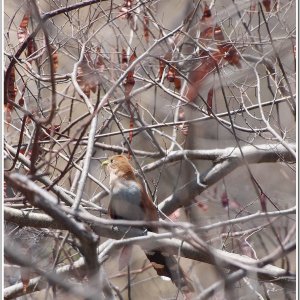 Squirrel Cuckoo_P5216154 | DPReview Forums