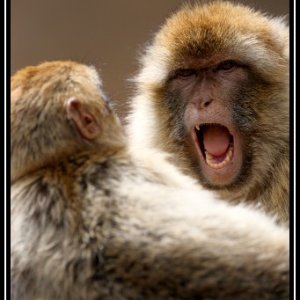 AH028-border | DPReview Forums