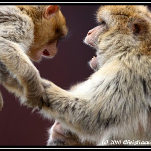 AH028-border | DPReview Forums