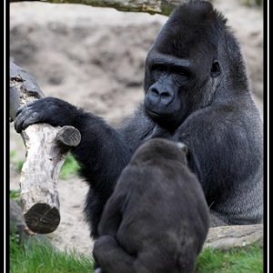 AH048-border | DPReview Forums