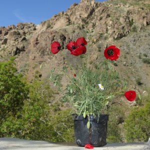 potted-flowers | DPReview Forums