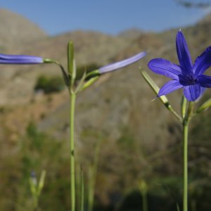 Wild Flower Spring Wildblume Blume Darband Tehran Teheran Iran | DPReview Forums