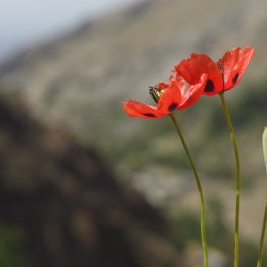 Wild Flower Spring Wildblume Blume Darband Tehran Teheran Iran | DPReview Forums
