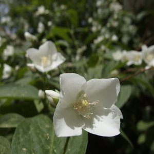 Wild Flower Spring Wildblume Blume Darband Tehran Teheran Iran | DPReview Forums