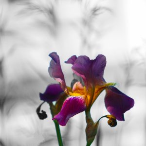 Flower With Black and White Background | DPReview Forums