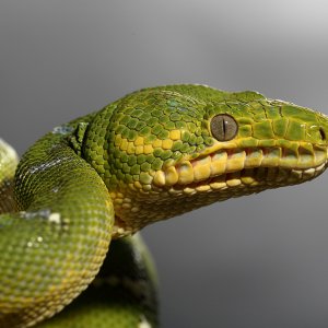 emerald-boa | DPReview Forums