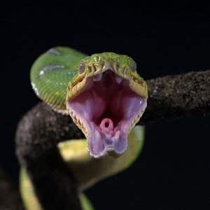 emerald-boa | DPReview Forums