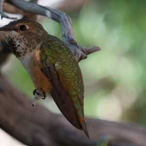 sonora-desert-museum | DPReview Forums