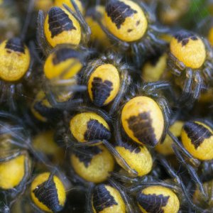 Pogo stick, flowers 527-2 dpr | DPReview Forums