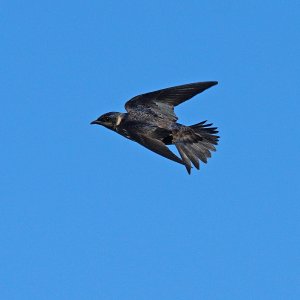 Purple Martin Fly ByI | DPReview Forums