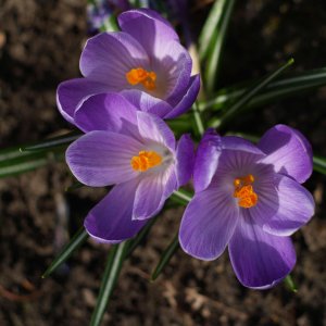 OM 50mm 1.8 | DPReview Forums