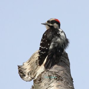 george-c-reifel-bird-sanctuary | DPReview Forums